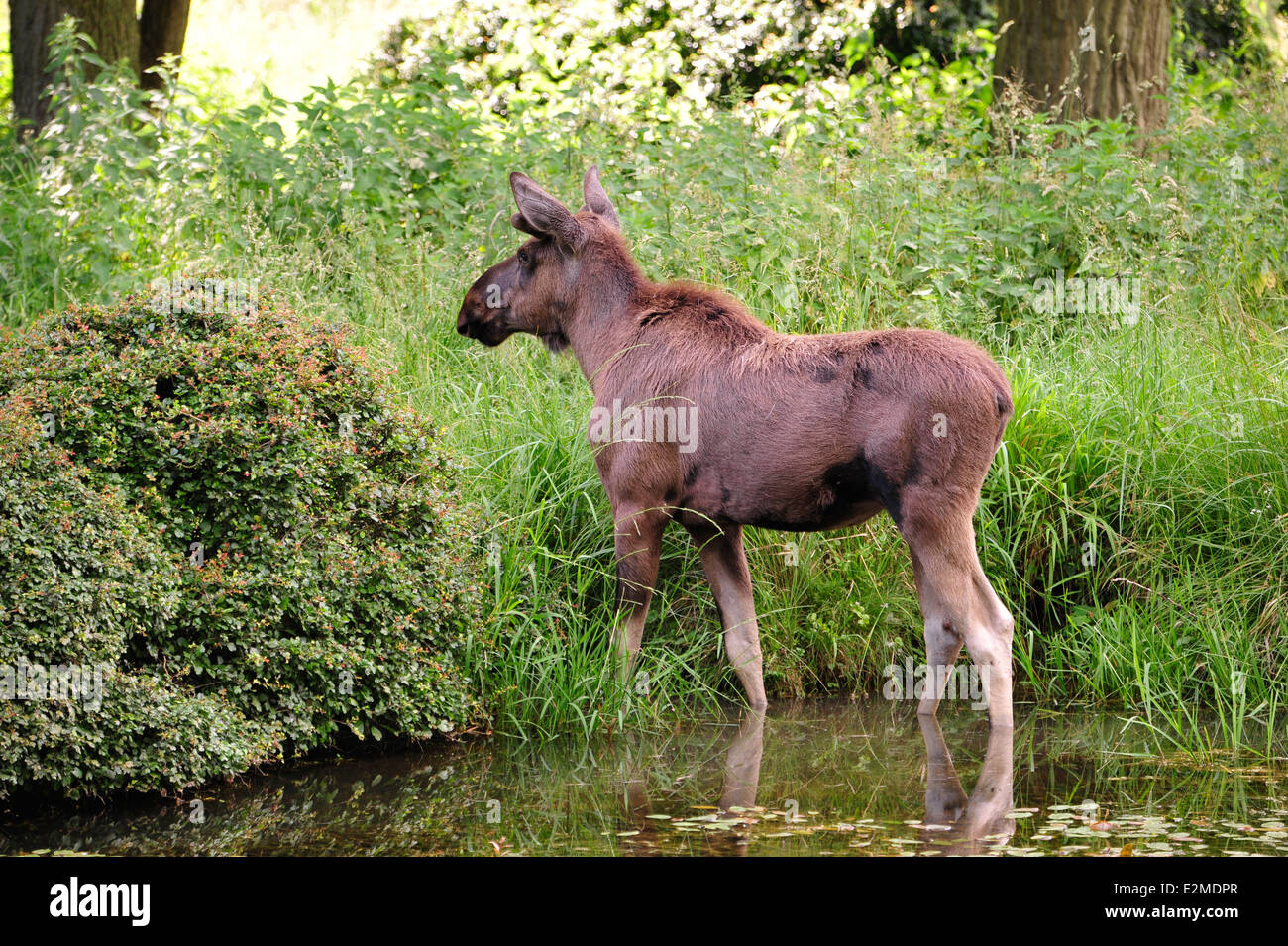 Eurasian elk (Europe Stock Photo - Alamy