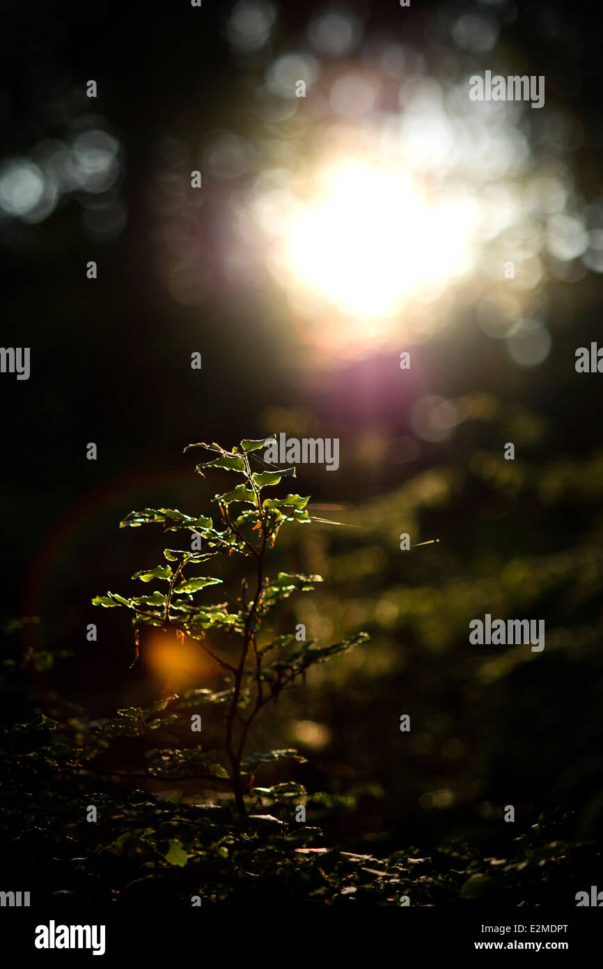 Small beech during sunrise Stock Photo - Alamy