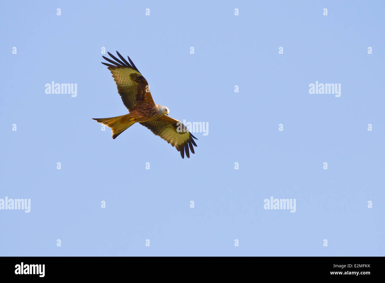 Red Kite in Flight Stock Photo - Alamy