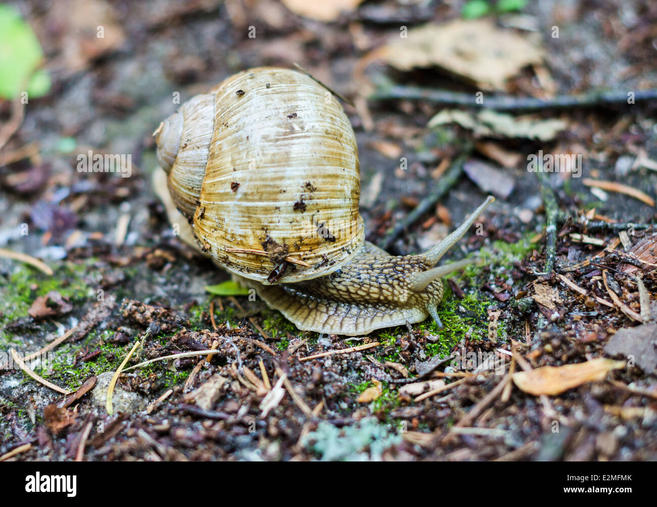 Crawling big snail crossing a forest path Stock Photo - Alamy