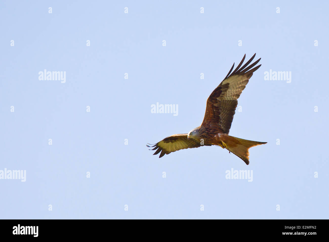 Red Kite In Flight Stock Photo - Alamy