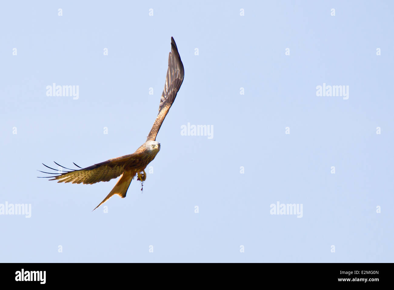 Red Kite In Flight Stock Photo - Alamy