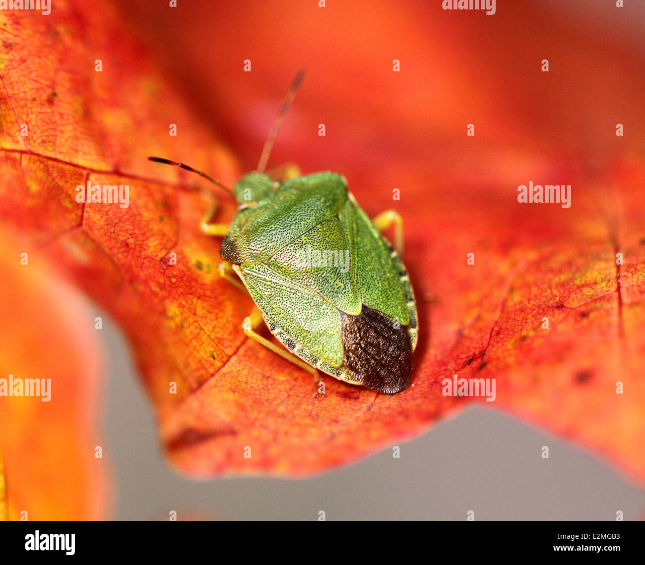 bright green bug on a red autumn leaf Stock Photo - Alamy