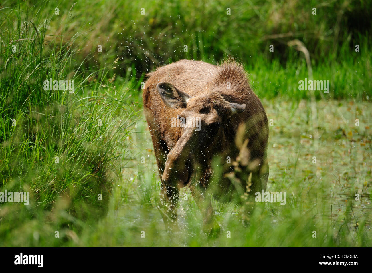 Eurasian elk (Europe Stock Photo - Alamy
