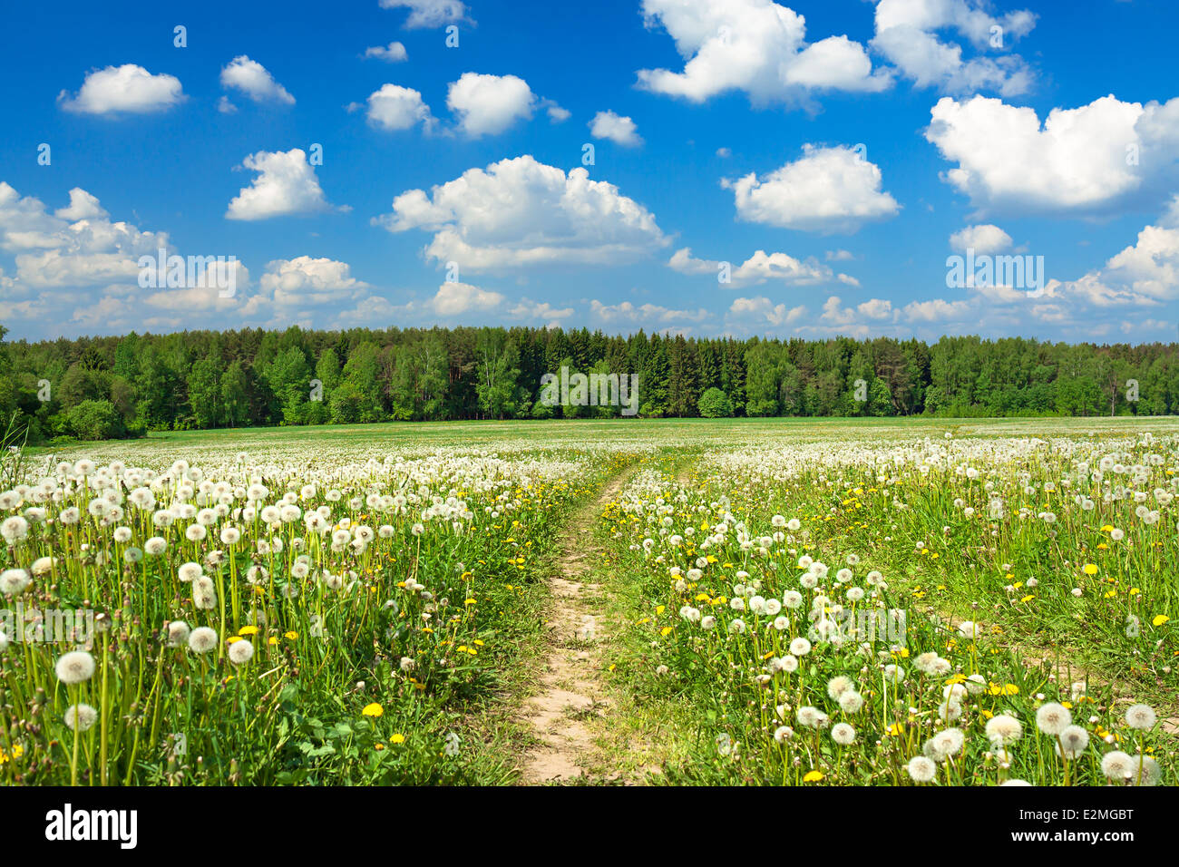 summer rural landscape with a blossoming meadow, the road and the blue ...