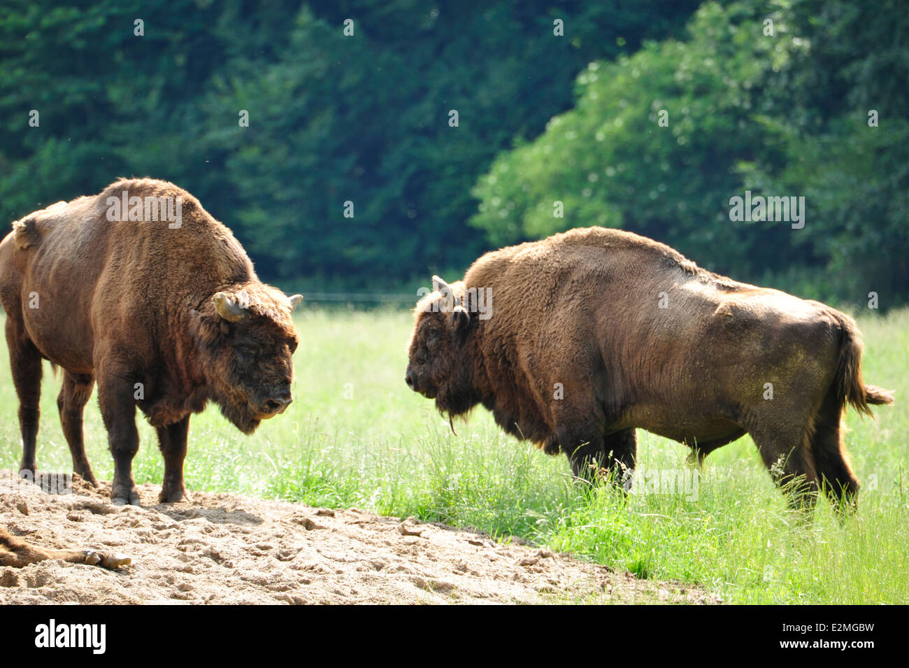 European Bison Wisent (Bison bonasus Stock Photo - Alamy