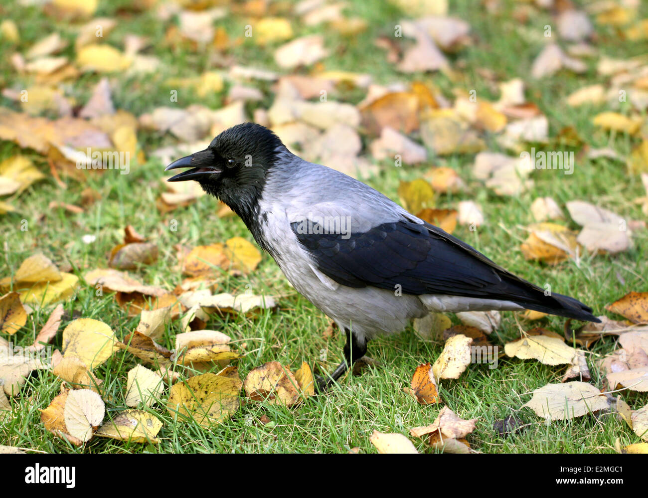 crow on a background of autumn leaves Stock Photo - Alamy