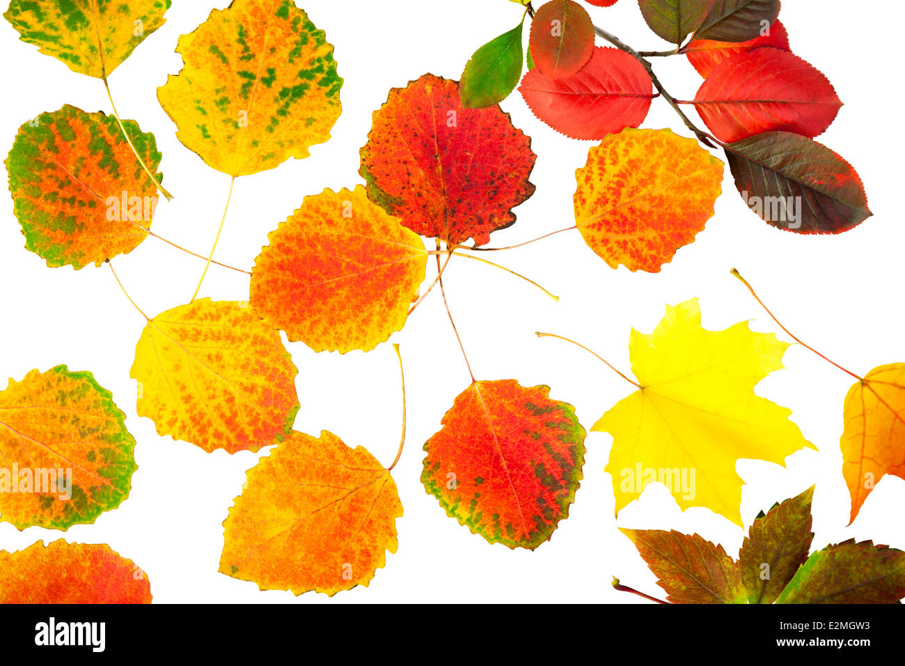 multi colored autumn leaves isolated on a white background Stock Photo ...
