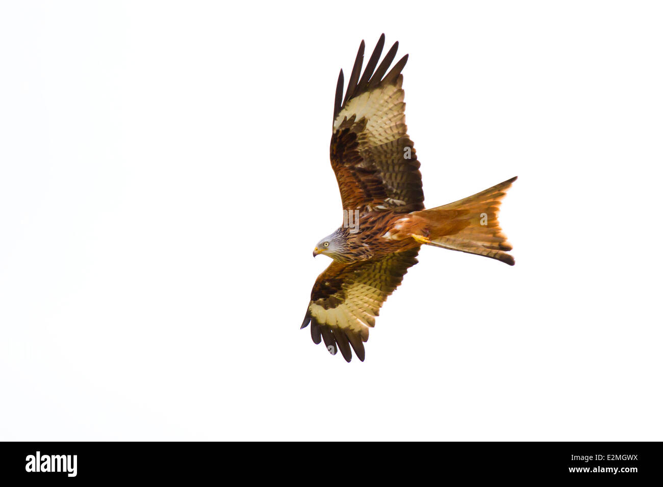 Red Kite in Flight Stock Photo - Alamy