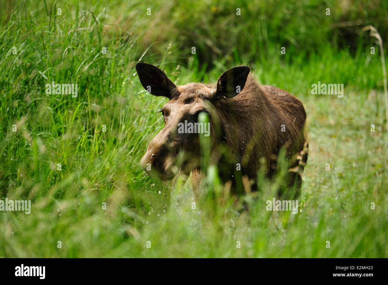 Alces alces europe water hi-res stock photography and images - Alamy