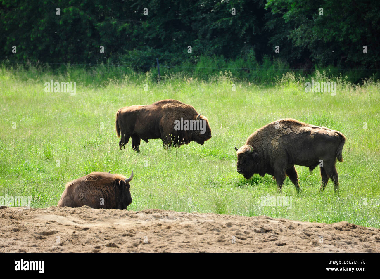 European Bison Wisent (Bison bonasus Stock Photo - Alamy
