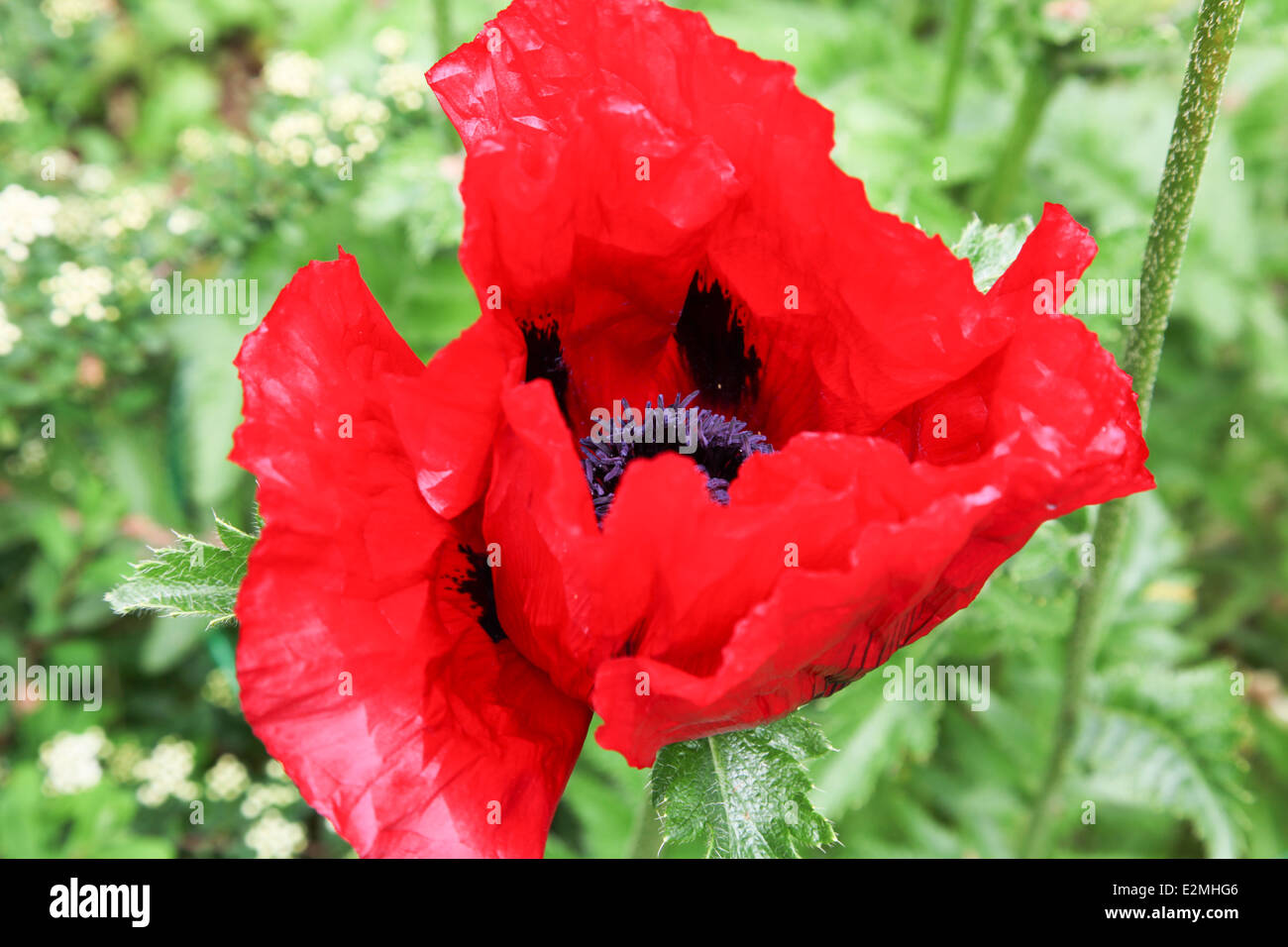 Papaver Beauty of Livermere Stock Photo - Alamy