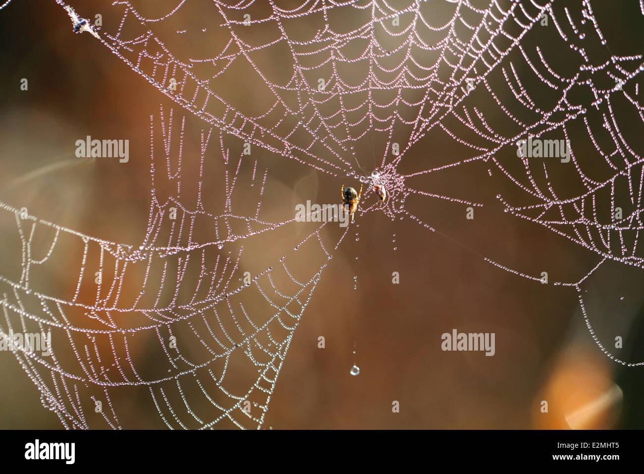 Spider web with drops of dew falling and the spider in the early ...