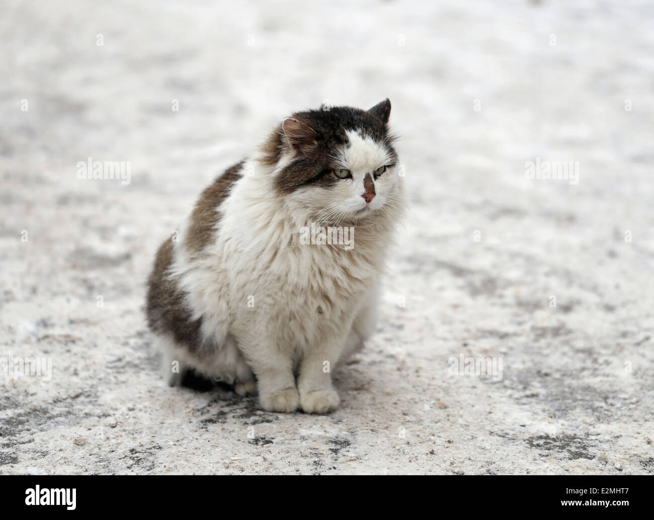 funny big cat in a winter park Stock Photo - Alamy