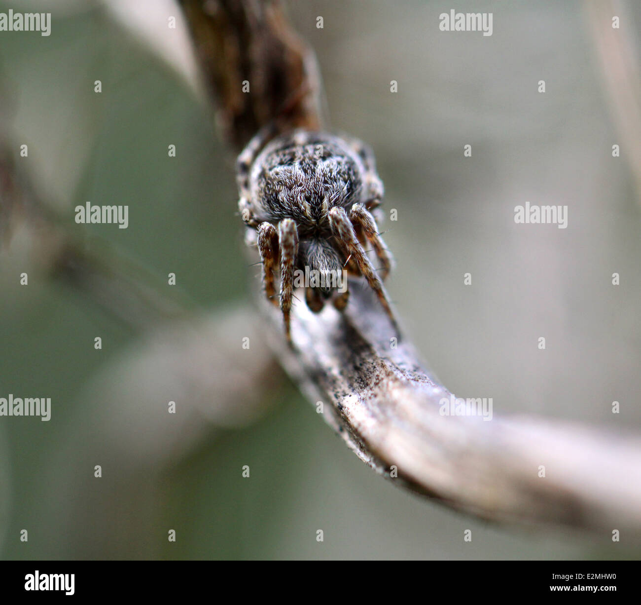 Furry body hi-res stock photography and images - Alamy