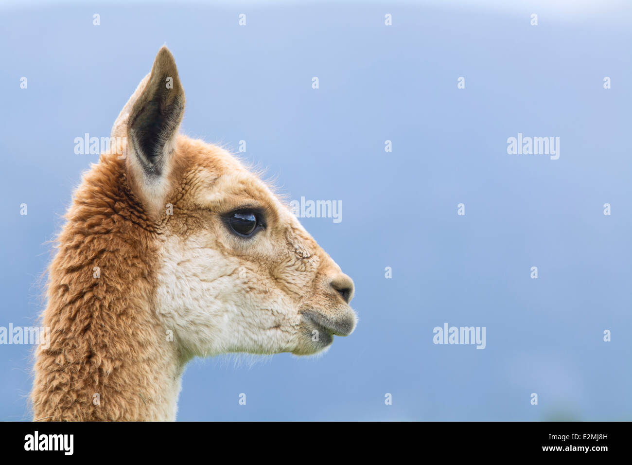 Vicuna hi-res stock photography and images - Alamy