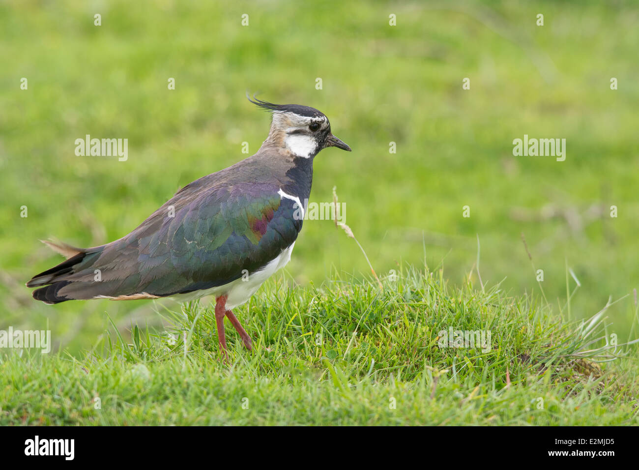 Crested plover hi-res stock photography and images - Alamy