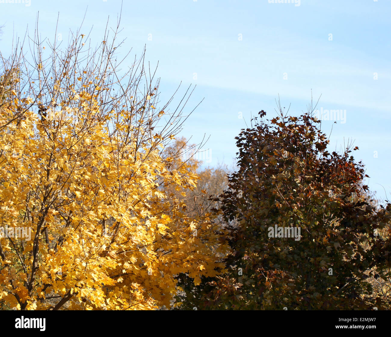 Different bright yellow and maroon trees against a blue sky Stock Photo ...