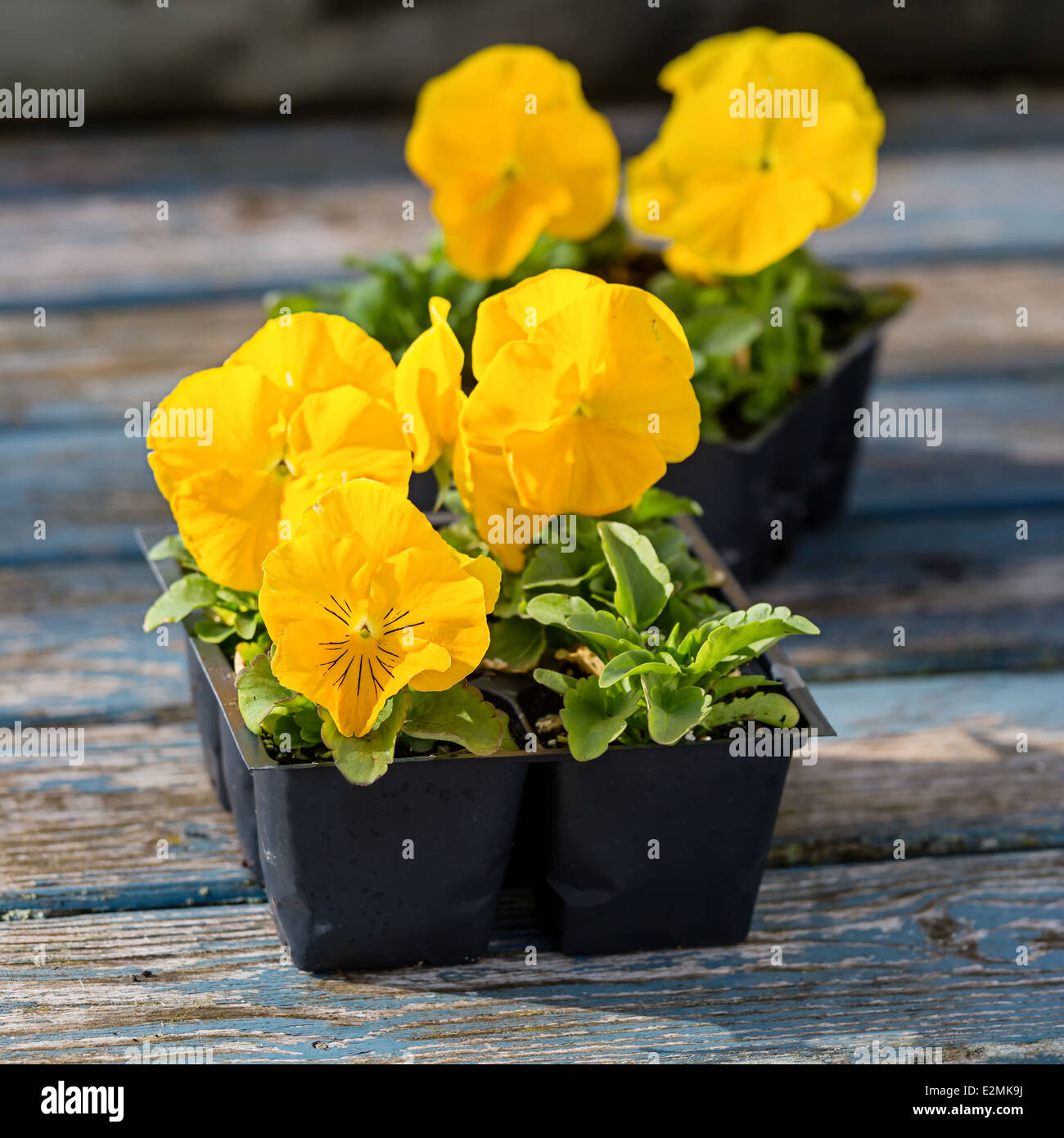 Packs of bright yellow garden pansies still in garden packs and ready ...