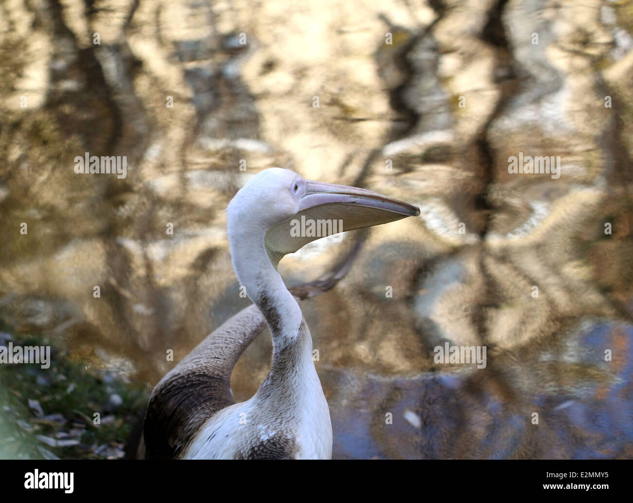 funny big pelican on the autumn background of the river Stock Photo - Alamy