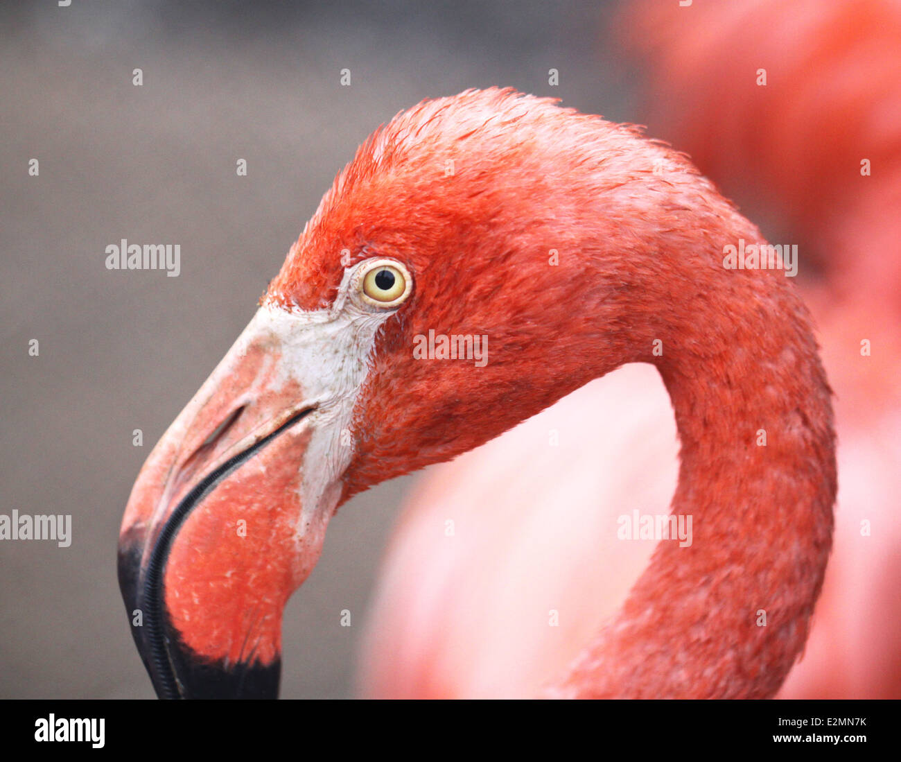 flamigo beautiful portrait on a dark background Stock Photo - Alamy