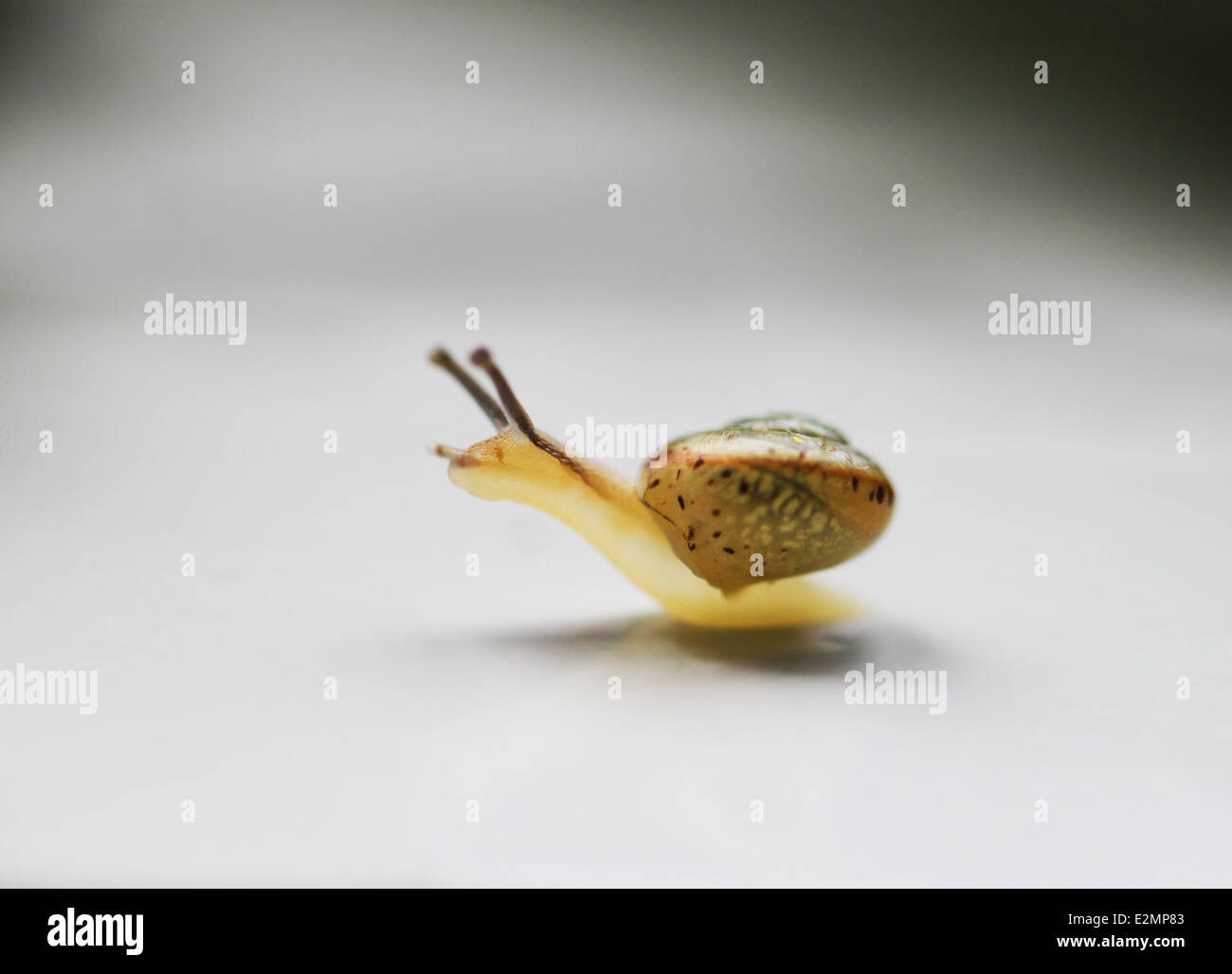 Funny appearance hi-res stock photography and images - Alamy