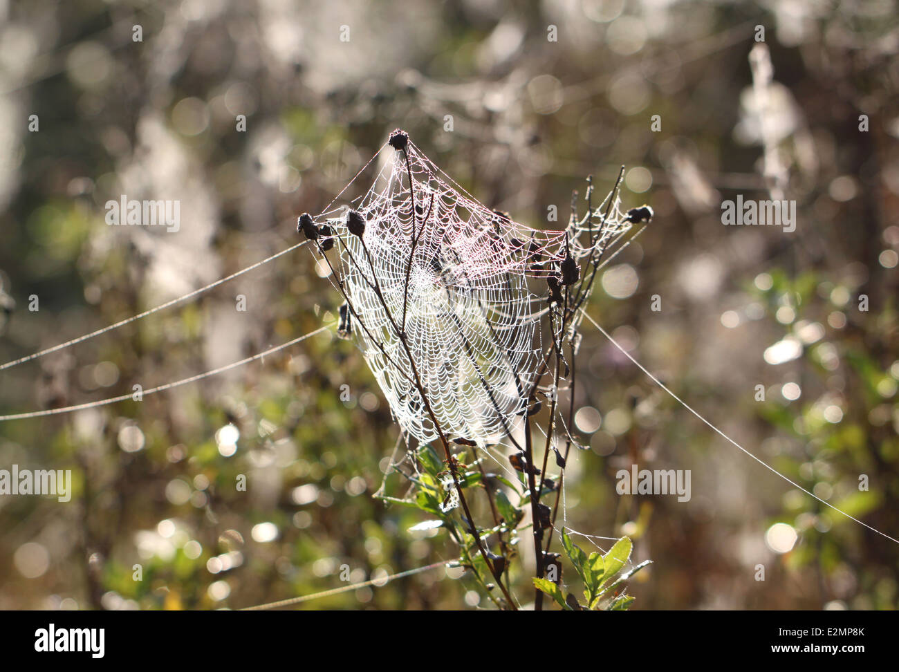 Bright sunny Wide Web in the early morning Stock Photo - Alamy