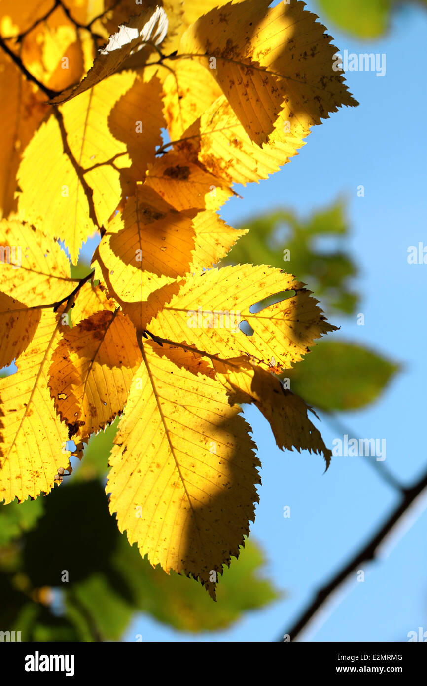 Beautiful yellow sky hi-res stock photography and images - Alamy