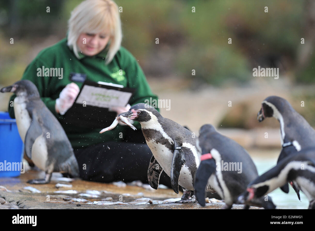 Zookeepers prepare to count every animal at ZSL London Zoo's Annual ...