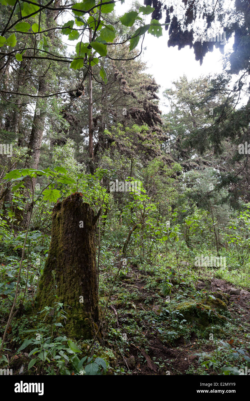 Sacred fir abies religiosa hi-res stock photography and images - Alamy
