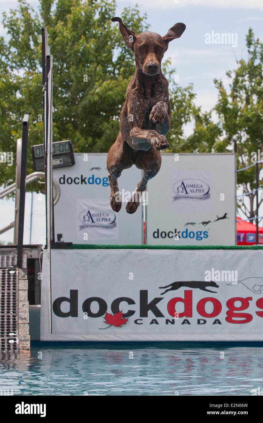 Toronto, Canada. 21st June, 2014. A dog dives in a pool during the 2014 ...
