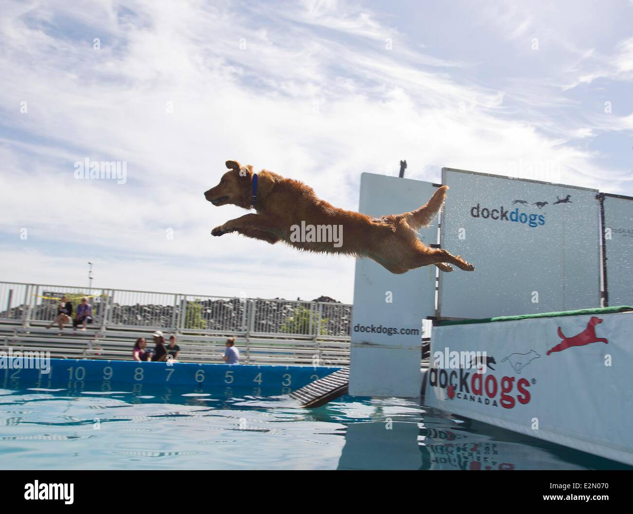 Toronto, Canada. 21st June, 2014. A dog dives in a pool during the 2014 ...