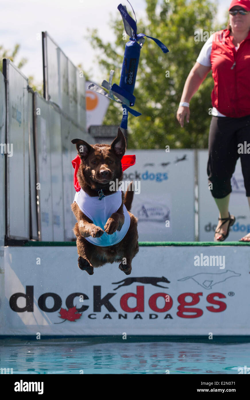 Toronto, Canada. 21st June, 2014. A dog dives in a pool for a toy ...