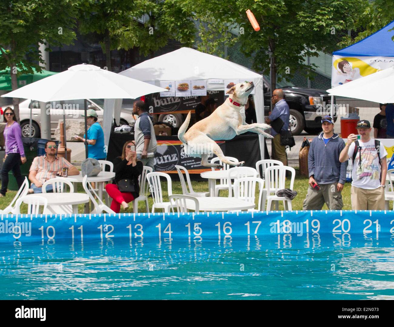 Toronto, Canada. 21st June, 2014. A dog dives in a pool for a toy ...