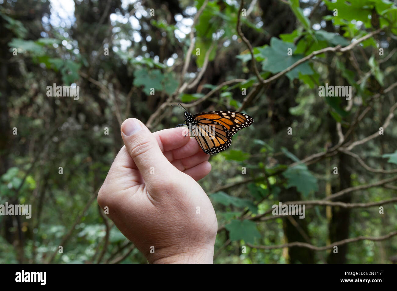 Monarch Butterfly On A Man s Hand At The Monarch Butterfly Biosphere Reserve In Cerro Pelon monarch-butterfly-on-a-man-s-hand-at-the-monarch-butterfly-biosphere-reserve-in-cerro-pelon
