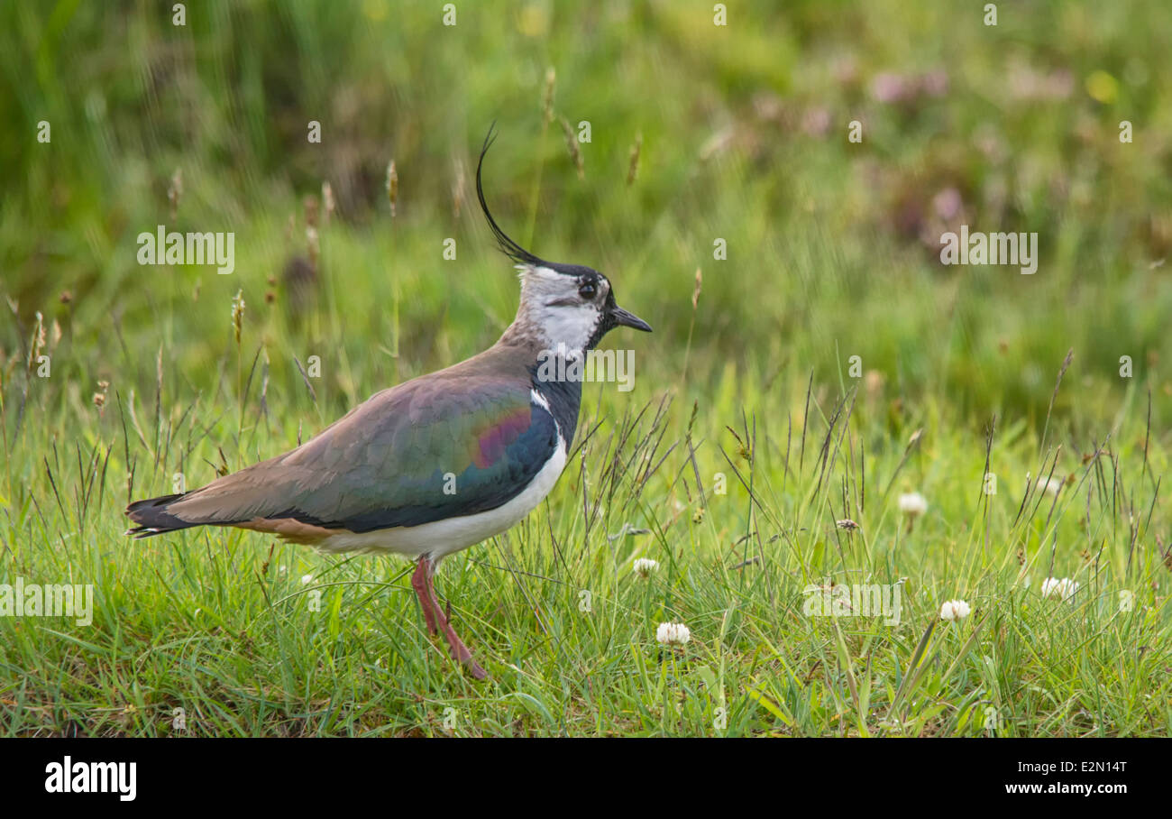 Crested lapwing hi-res stock photography and images - Alamy