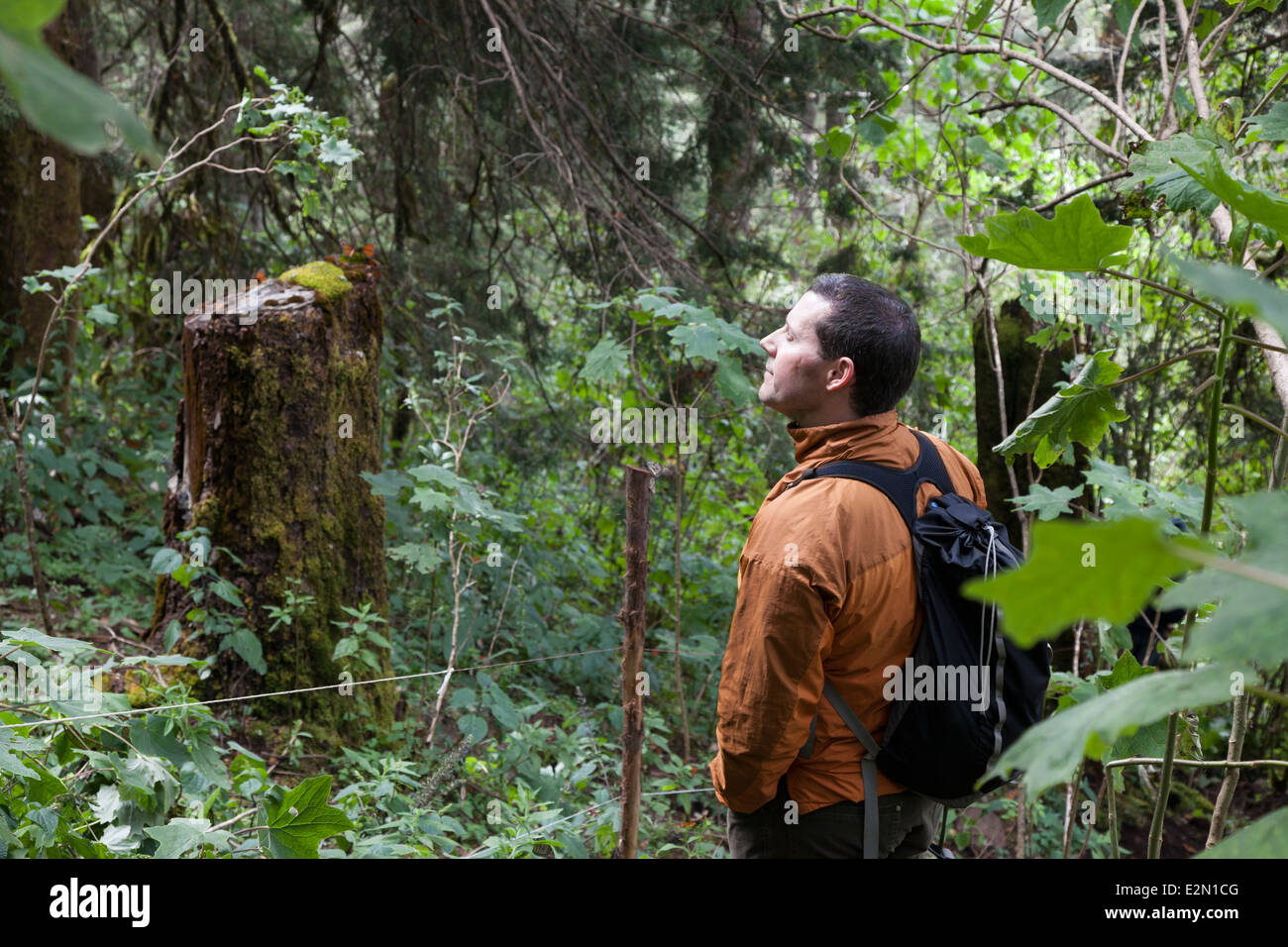 Man observing clusters of monarchs on sacred fir and pine trees at the ...