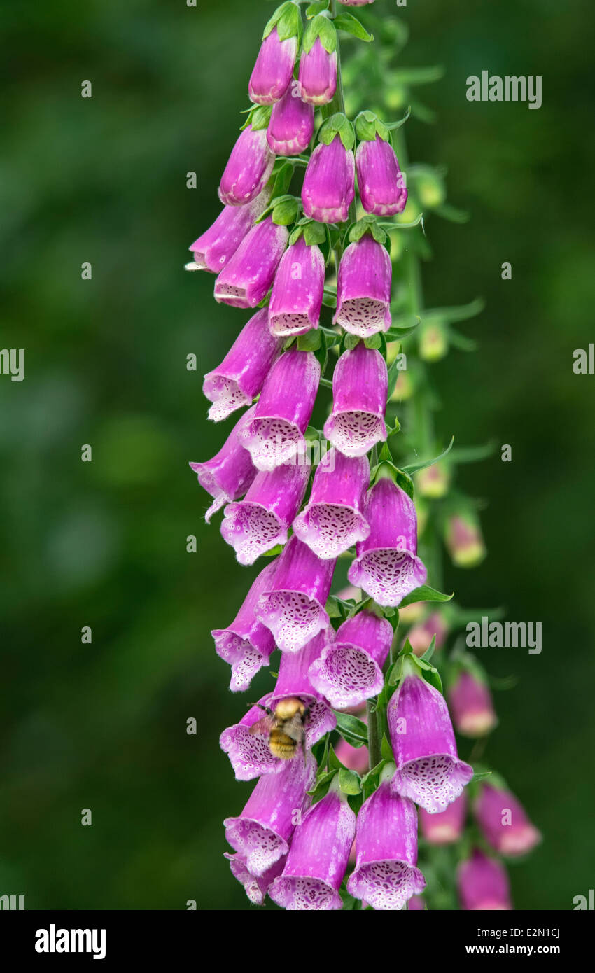 Foxglove wildflower hi-res stock photography and images - Alamy