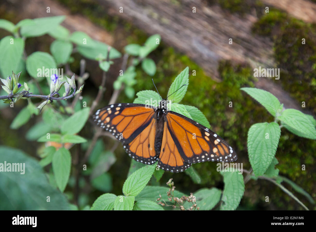 Lone monarch butterfly on a fallen log at the Monarch Butterfly ...