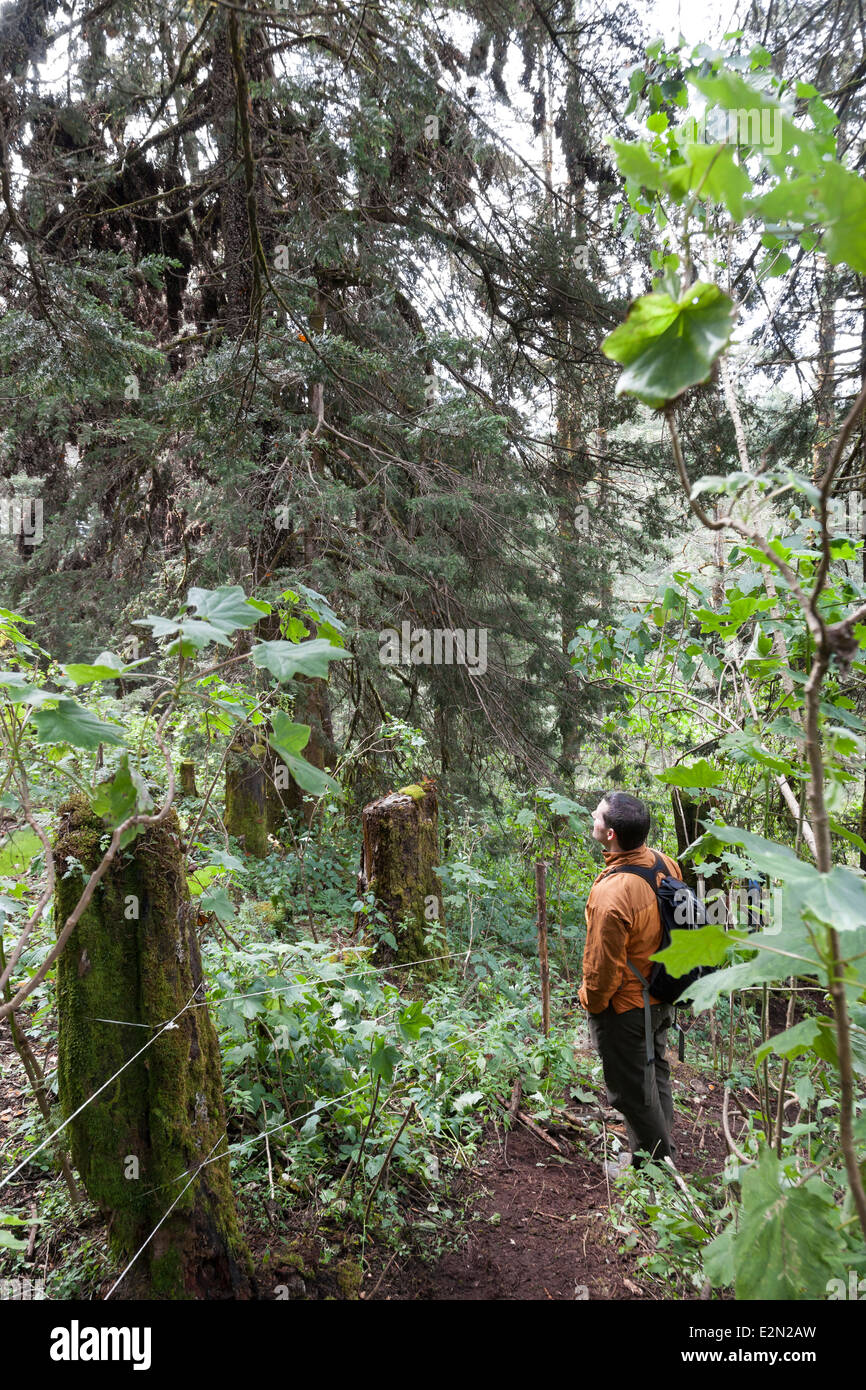 Man observing clusters of monarchs on sacred fir and pine trees at the ...