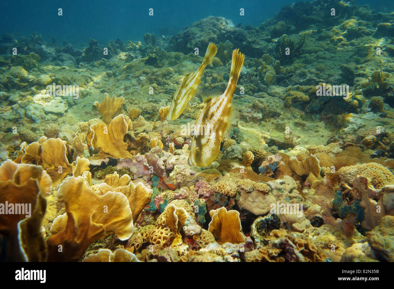 Pair of Orange filefish, Aluterus schoepfii, in a coral reef of the ...