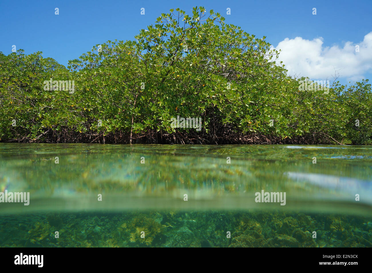 Red mangrove island hi-res stock photography and images - Alamy