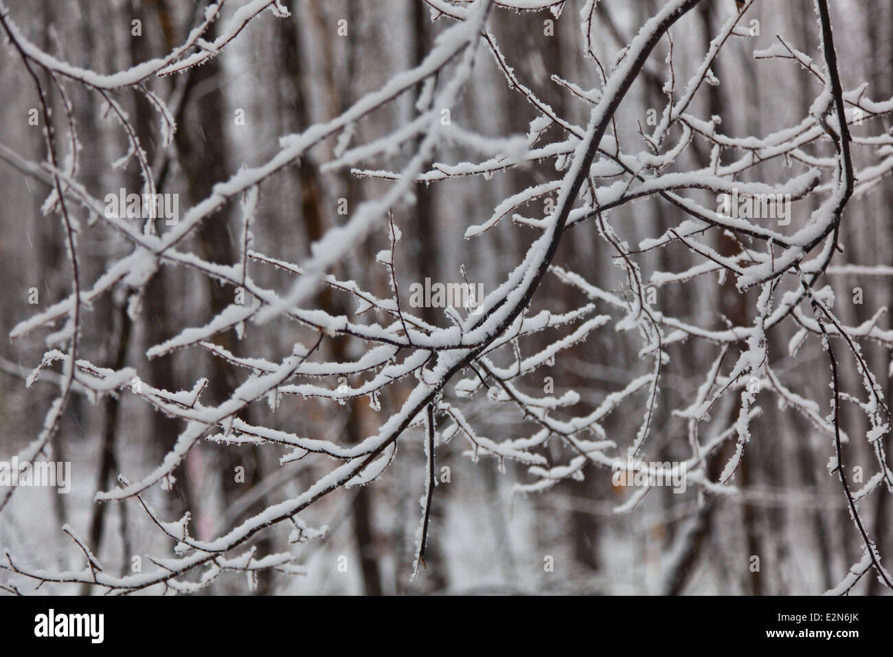 Snow covered trees and branches during winter Stock Photo - Alamy