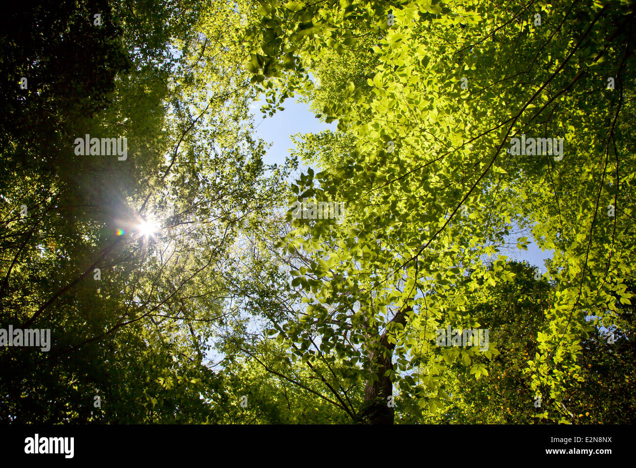 Sunlight highlighting the green leaves of trees Stock Photo - Alamy