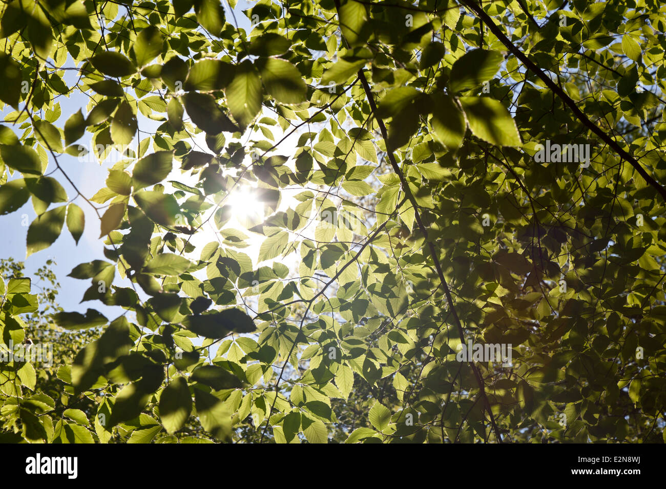 Sunlight highlighting the green leaves of trees Stock Photo - Alamy
