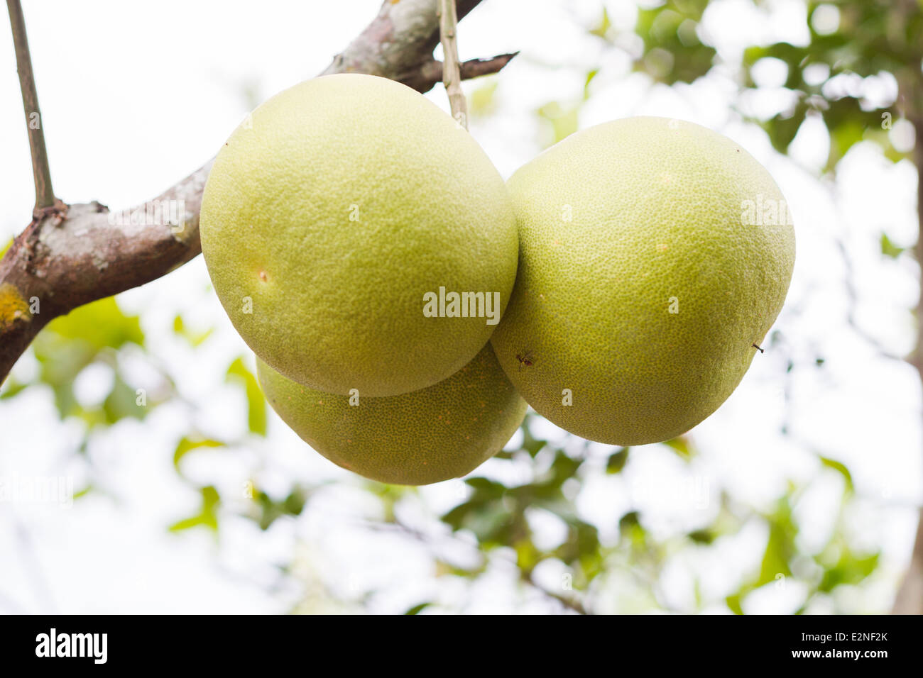 Three grapefruit in garden Stock Photo - Alamy