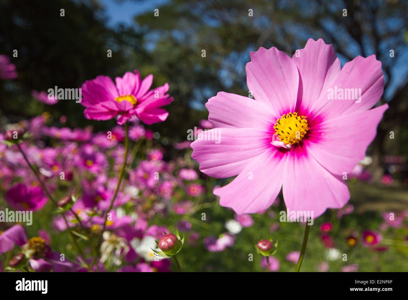 Pink flower stalk hi-res stock photography and images - Alamy