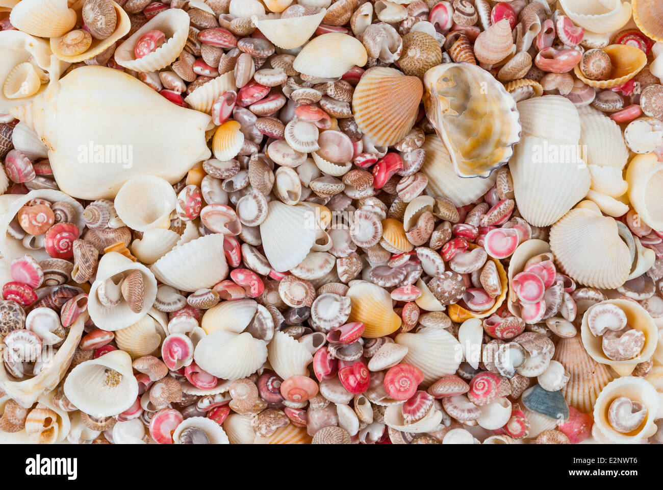 Seashell texture hi-res stock photography and images - Alamy