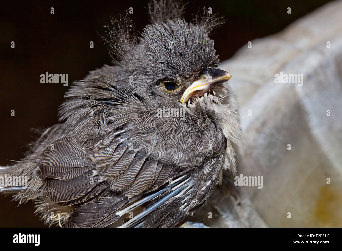 Baby bird with developing feathers sitting on a birdbath Stock Photo ...