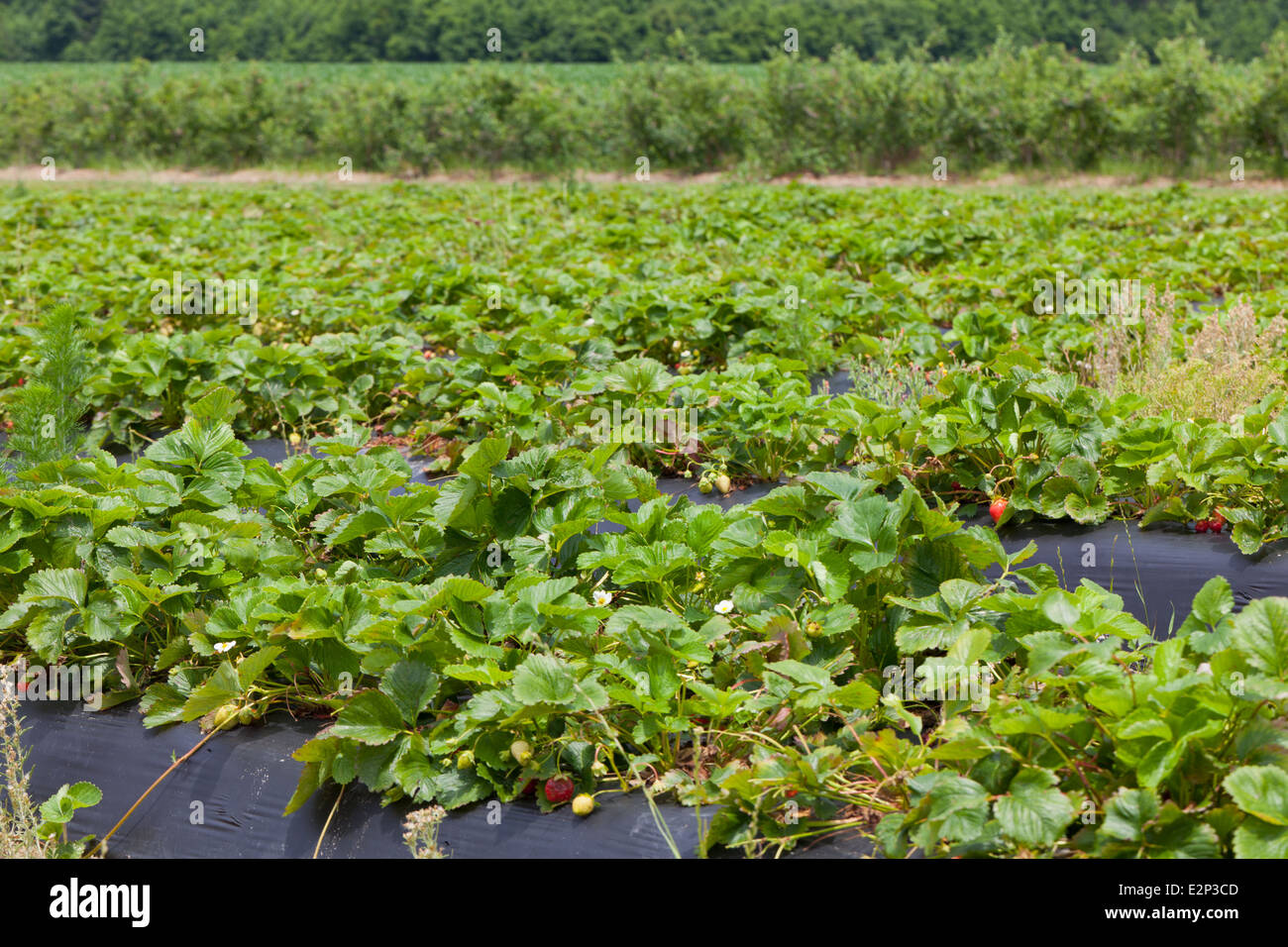 Rows of strawberry plants at a farm Stock Photo - Alamy